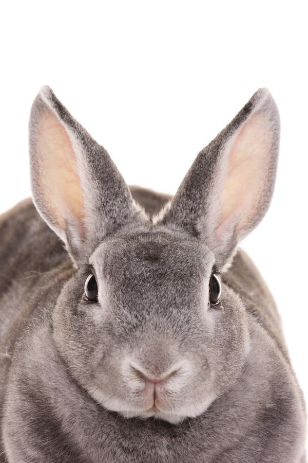 Lapin gris photo stock. Image du gros, rongeur, mignon - 19072594