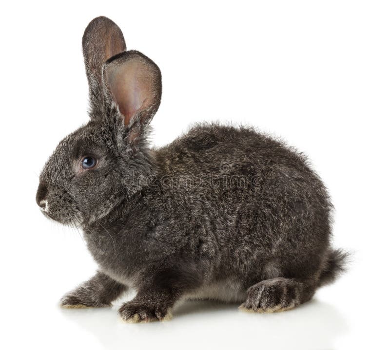 Lapin Gris Sur Le Fond Blanc Photo stock - Image du lapin, blanc: 39876996