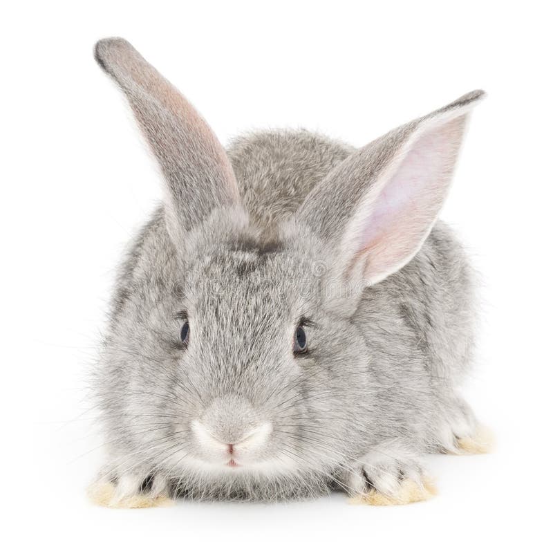 Lapin gris photo stock. Image du offre, oreilles, mammifère - 3191054