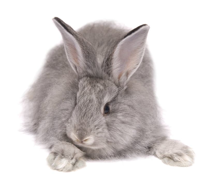 Lapin gris image stock. Image du studio, regarder, observation - 9601763