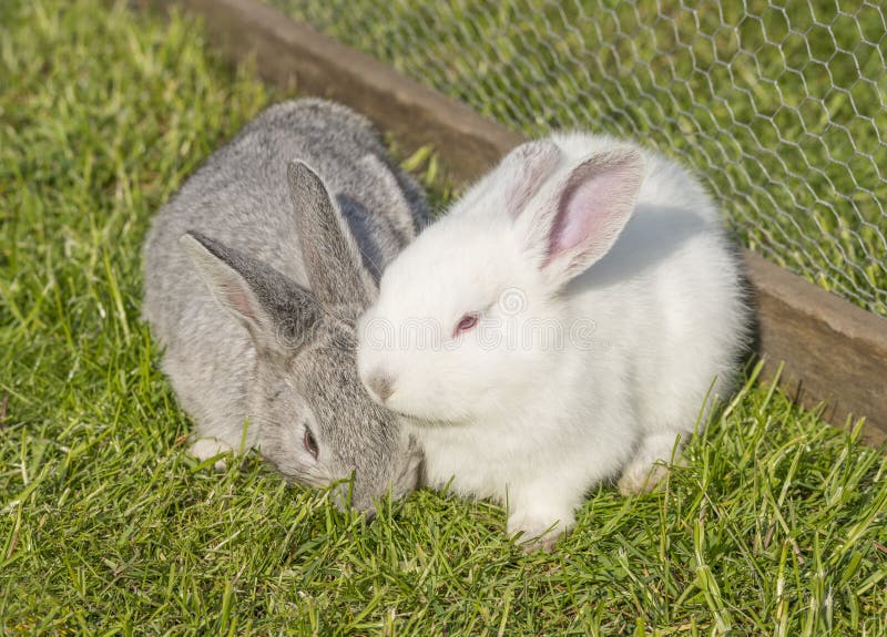 237 Photos de Lapin Gris Et Blanc Albinos - Photos de stock gratuites ...