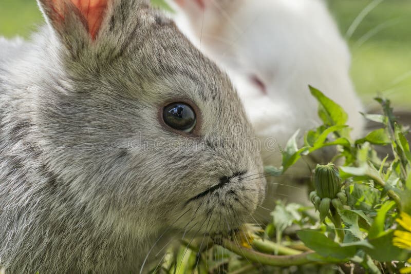Lapin Gris Et Blanc Albinos Image stock - Image du herbe, pré: 41478587