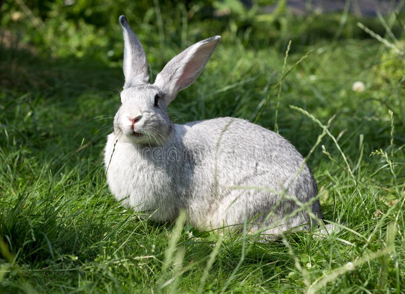 Lapin et pissenlit gris image stock. Image du mammifères - 36205377
