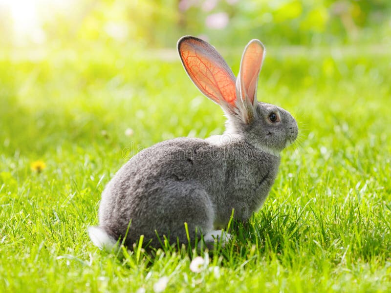 Lapin Gris Sur Le Fond Blanc Photo stock - Image du amical, fond: 41018130