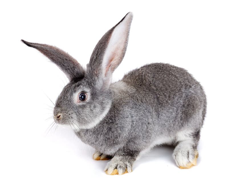 Lapin Gris Sur Le Fond Blanc Image stock - Image du jeune, amical: 41018081