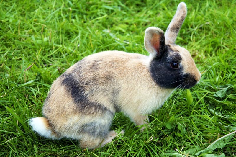 143,625 Photos de Lapin Mignon - Photos de stock gratuites et libres de ...