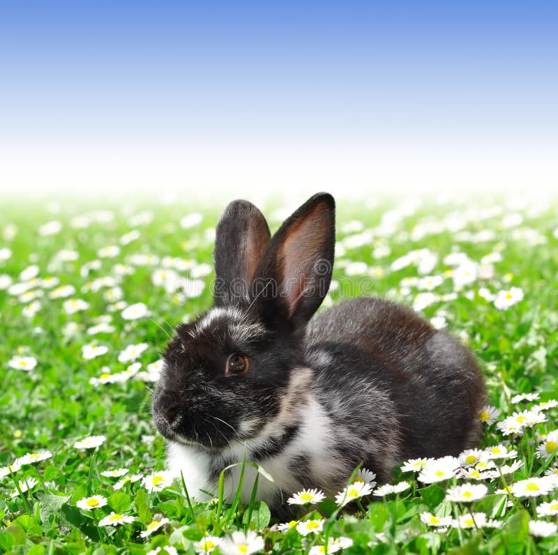 Lapin mignon avec le chat photo stock. Image du vert - 22539972