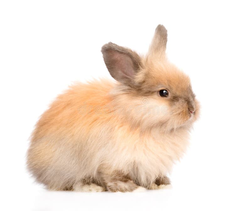 Lapin Mignon Dans Le Profil D'isolement Sur Le Fond Blanc Photo stock ...