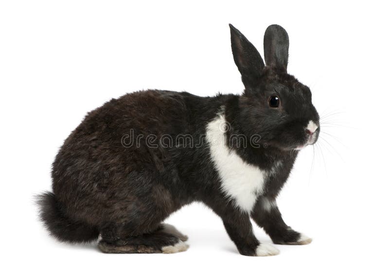 Lapin noir et blanc image stock. Image du longueur, gens - 16408195
