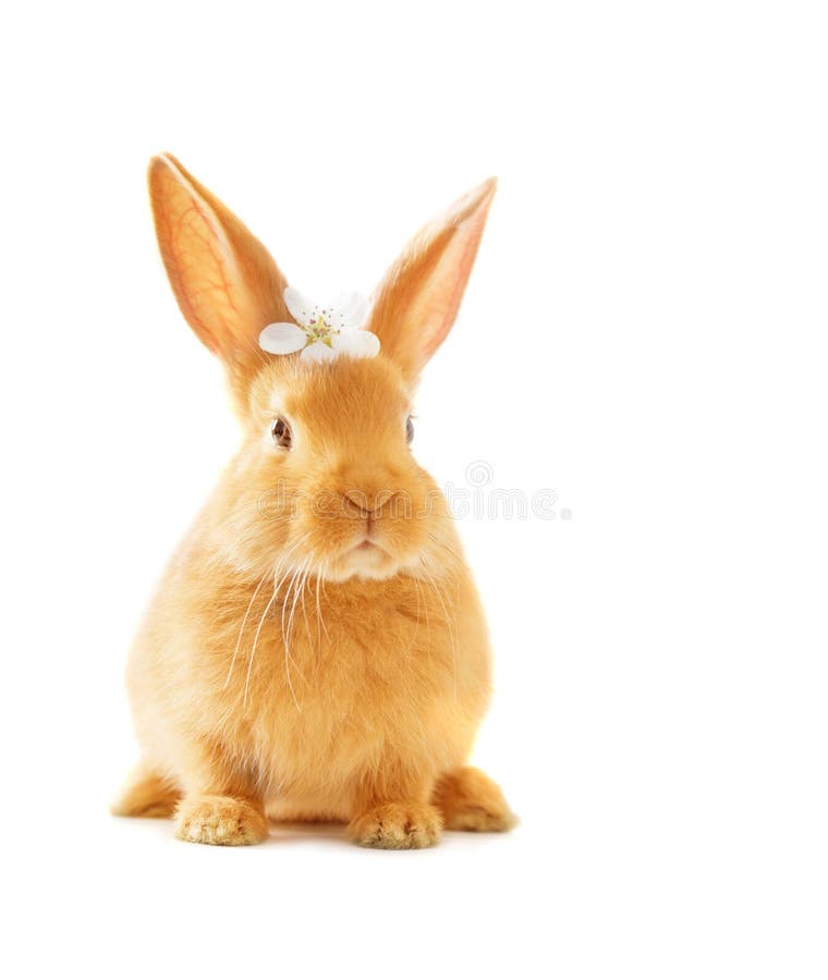 Jeunes Rouges D'isolement Curieux De Lapin Photo stock - Image du lapin ...