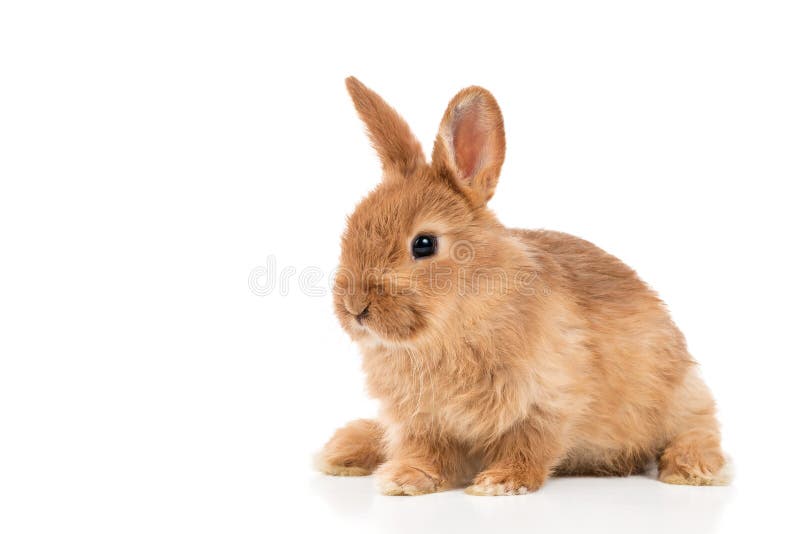 106 Photos de Jeune Lapin Roux Sur Le Blanc - Photos de stock gratuites ...