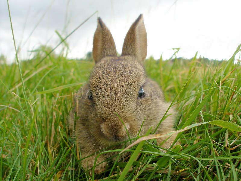 Lapin sauvage photo stock. Image du campagne, jardin - 10780734