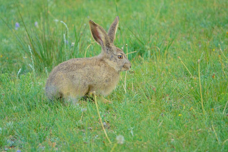 Lapin sauvage image stock. Image du animal, vert, plot - 28960141
