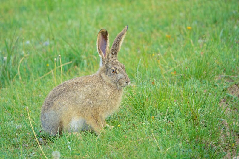 Lapin sauvage image stock. Image du animal, vert, plot - 28960141