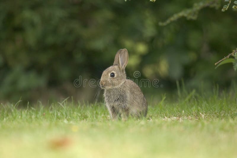 Lapin sauvage photo stock. Image du campagne, jardin - 10780734
