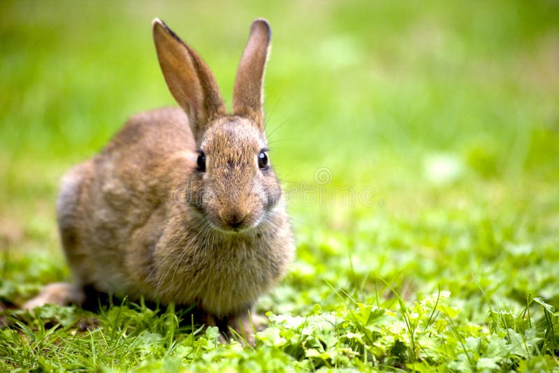 Lapin sauvage image stock. Image du animal, vert, plot - 28960141