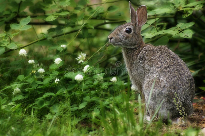 Lapin sauvage photo stock. Image du campagne, jardin - 10780734