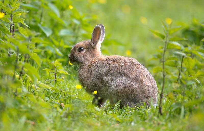 Lapin sauvage image stock. Image du vert, lapin, poilu - 31476921