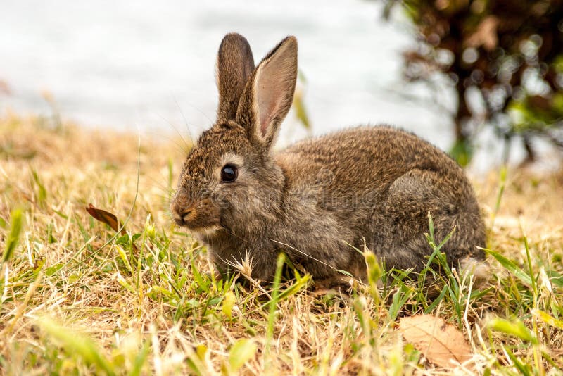 Lapin sauvage photo stock. Image du campagne, jardin - 10780734