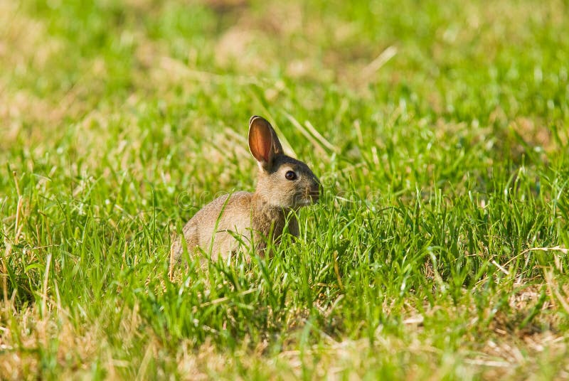 Lapin sauvage image stock. Image du animal, vert, plot - 28960141