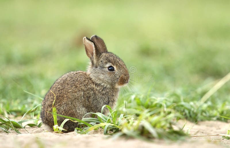 Lapin sauvage adorable image stock. Image du animal, oreille - 41310401