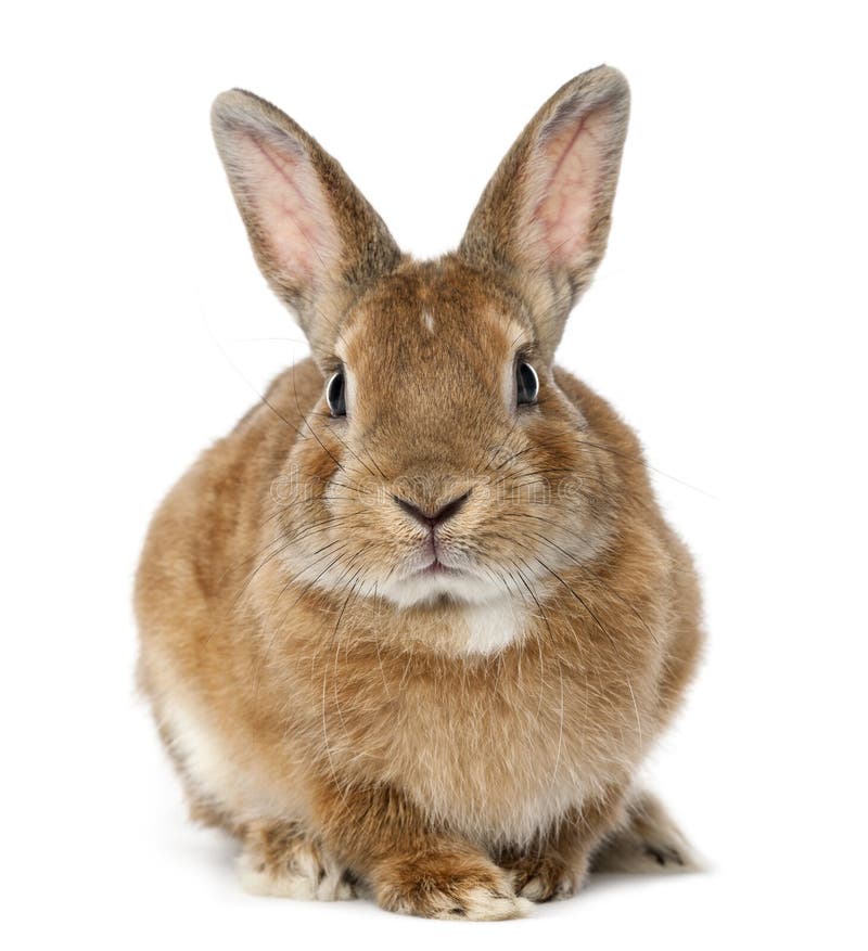 Lapin Se Trouvant Sur Le Fond Blanc Image stock - Image du projectile ...
