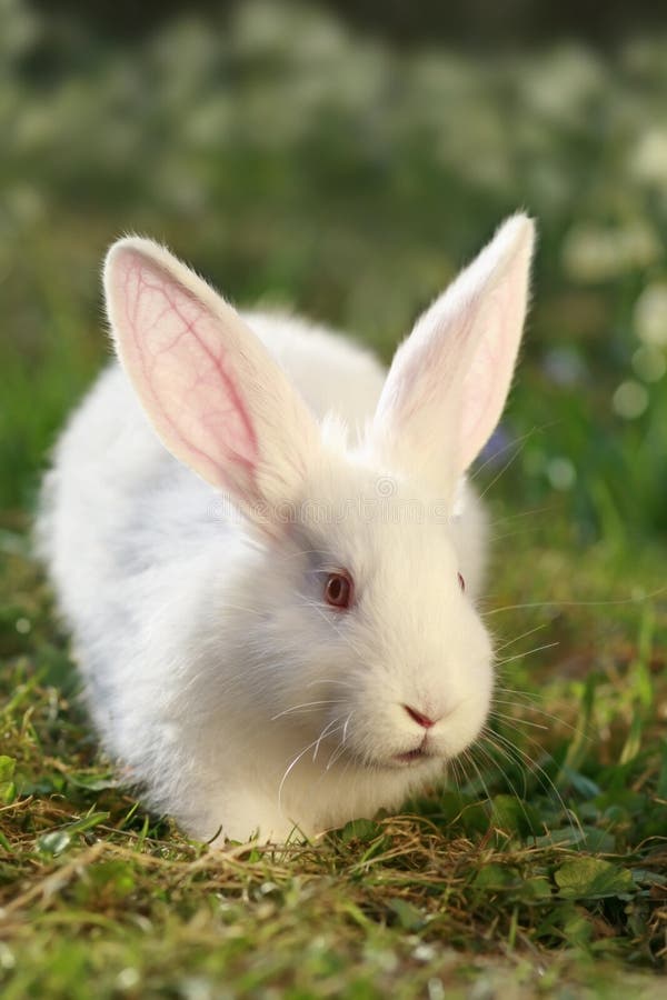 Lapin sauvage photo stock. Image du campagne, jardin - 10780734