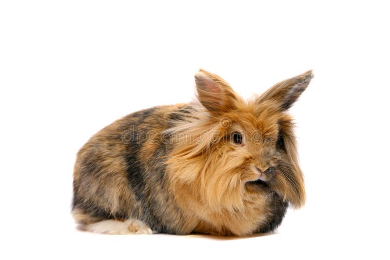 Lapin sur le fond blanc photo stock. Image du poilu, écharpe - 27198792