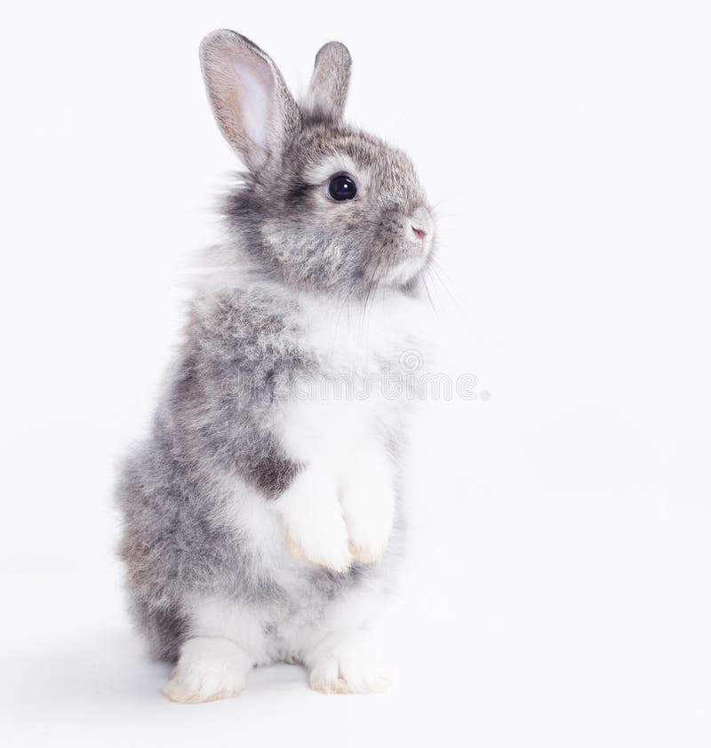 Lapin sur un fond blanc. image stock. Image du durée - 26455439