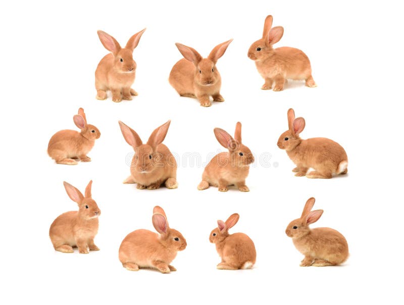 Lapins De Lapin Se Reposant Devant Le Fond Blanc Image stock - Image du ...