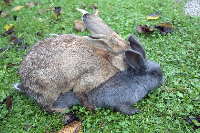 Photos de Lapins De Accouplement - Photos de stock gratuites et libres ...