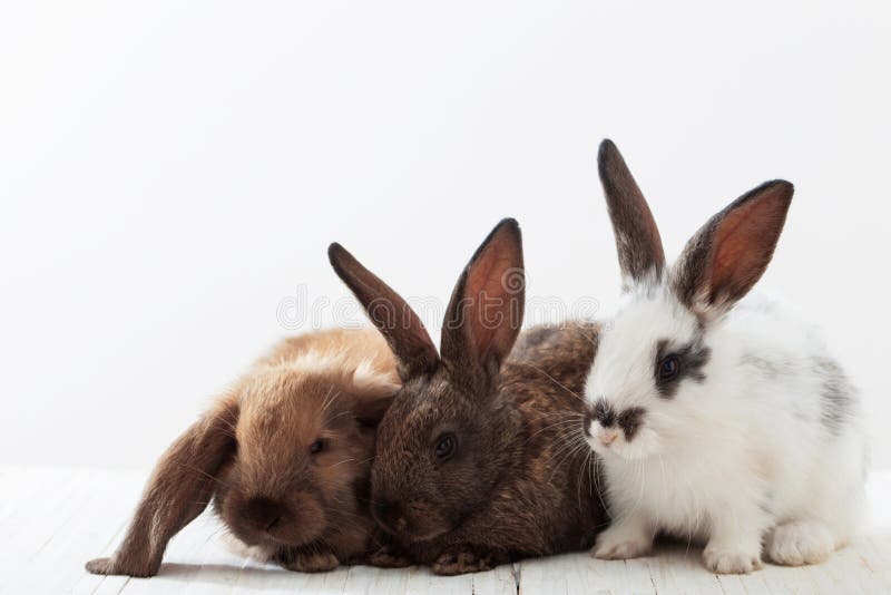 Six Lapins Sur Un Fond Blanc Image stock - Image du inclinaison, motley ...