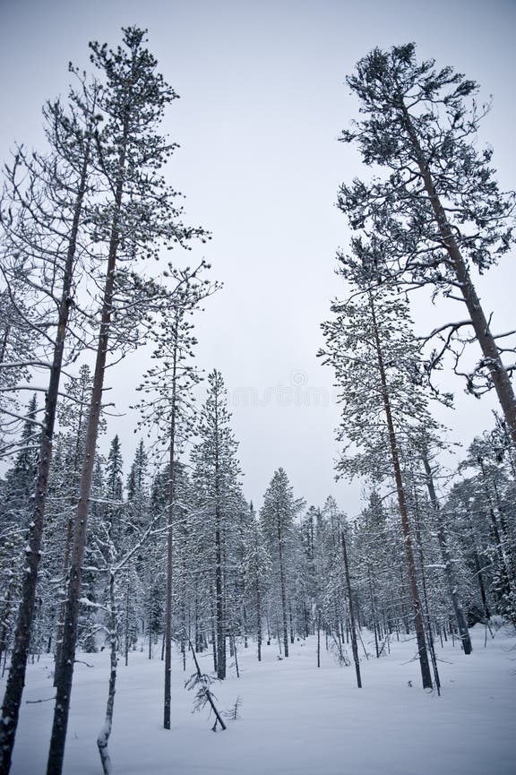 Lapland - luosto stock photo. Image of forest, landscape - 83489678