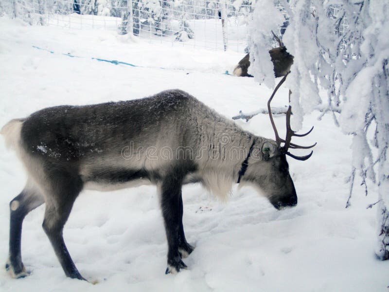 Lapland reindeer in winter stock image. Image of arctic - 132909039