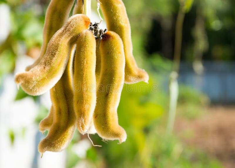 Laportea interrupta Chew stock photo. Image of irritate - 47435588