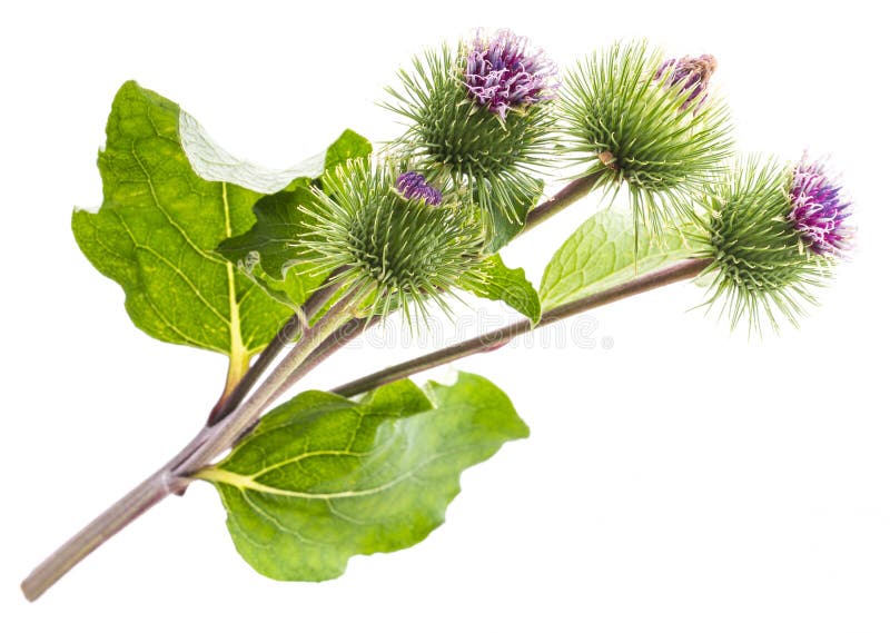 Lappa Del Arctium Della Maggior Bardana Fotografia Stock - Immagine di ...