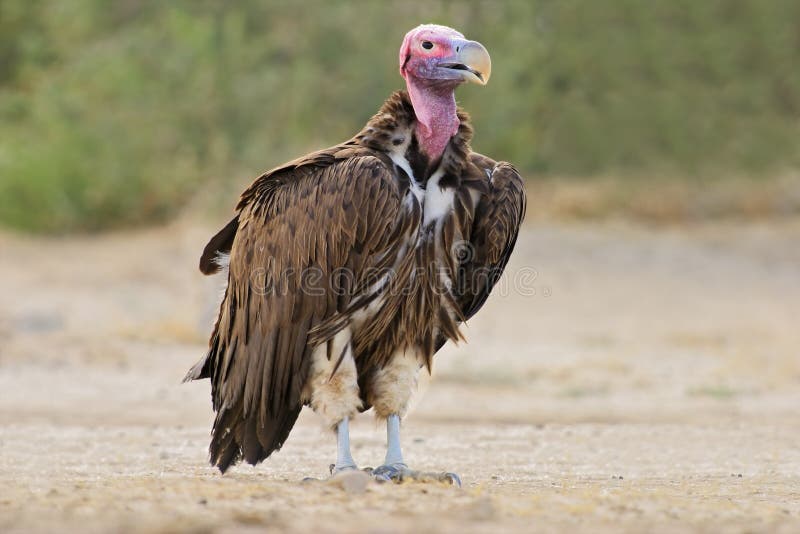 Lappet-faced Vulture in Kruger National Park in South Africa Stock ...