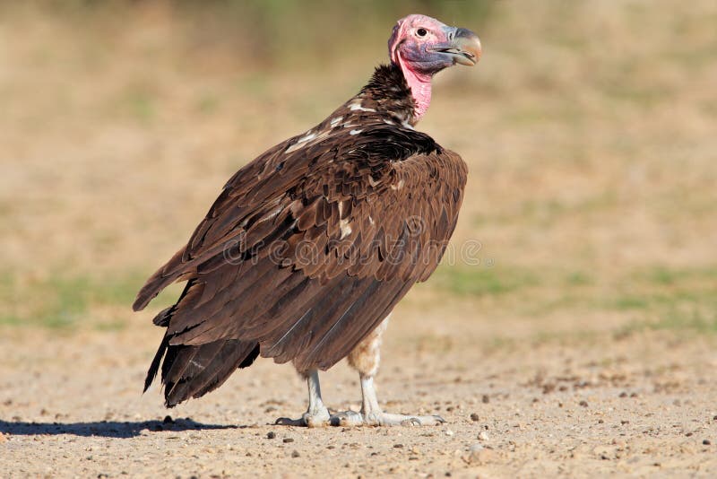 Lappet-faced vulture stock image. Image of claws, lappet - 25808581