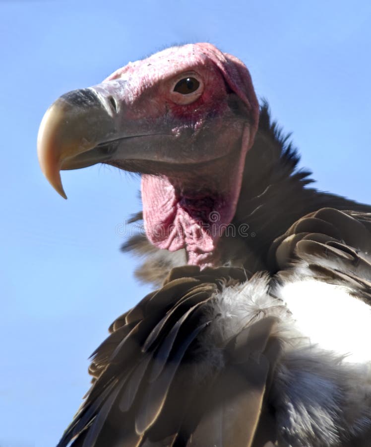 Lappet faced vulture stock image. Image of gaze, head - 6607467