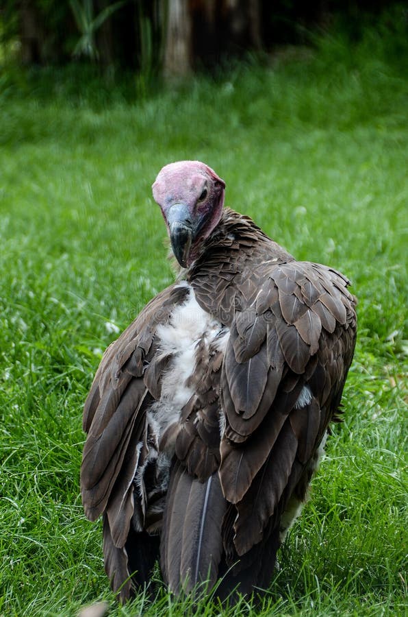 Lappet faced vulture stock image. Image of lappet, grey - 46147737