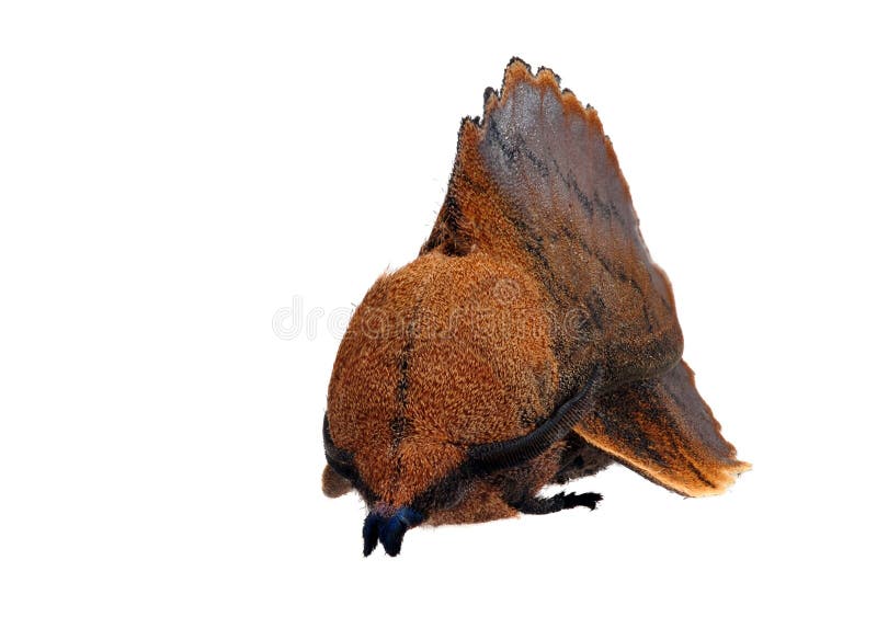 Lappet moth caterpillars stock photo. Image of caterpillar - 22274108