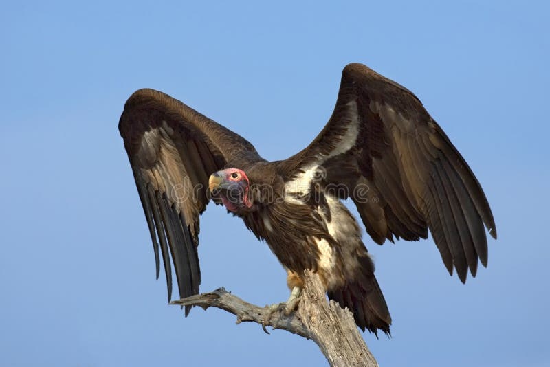 Lappet faced vulture stock image. Image of gaze, head - 6607467