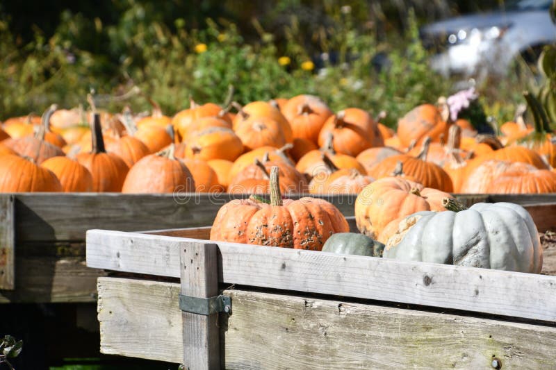 Lapsley Orchard in Pomfret, Connecticut Stock Image - Image of fresh ...
