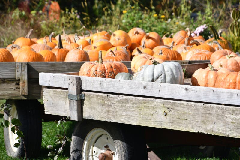 Lapsley Orchard in Pomfret, Connecticut Stock Photo - Image of apple ...