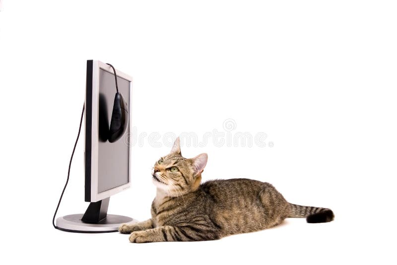 Laptop and cat stock image. Image of computer, blank, internet - 2908533