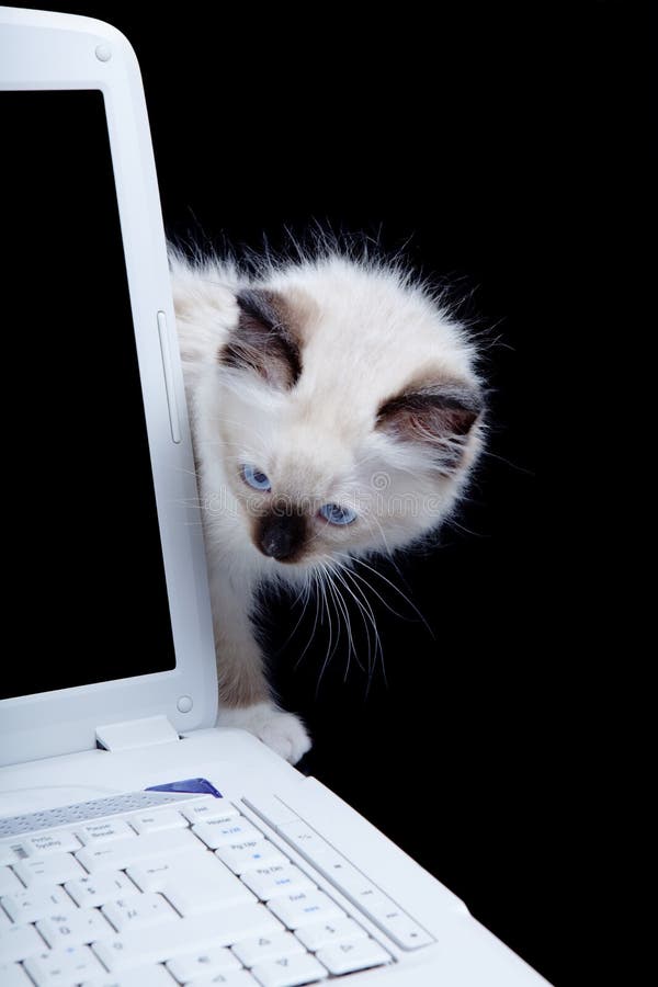 The Kittens on Laptop Computer Stock Photo - Image of kitten, keyboard ...