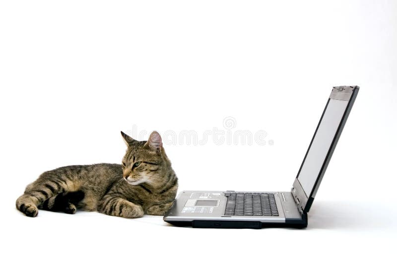 Cat is looking at laptop stock photo. Image of equipment - 2482036