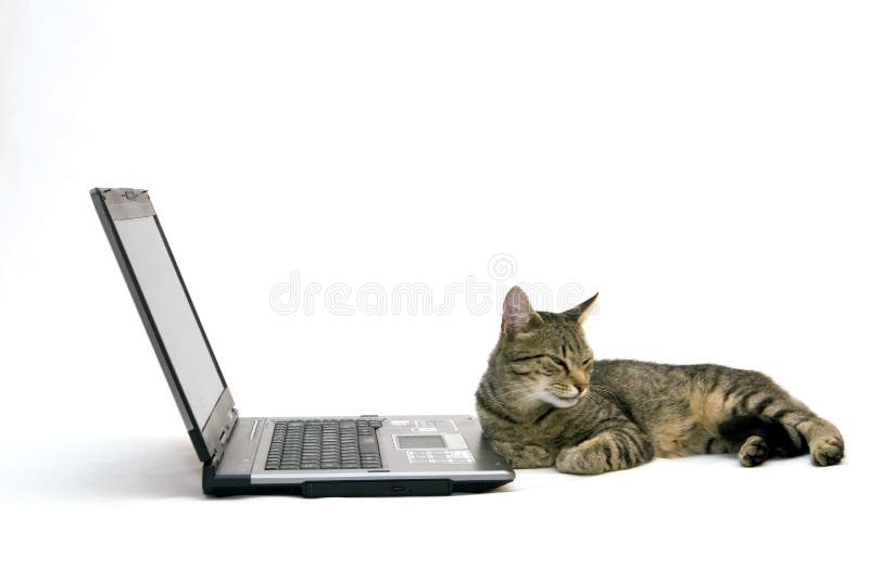 LAPTOP COMPUTER and Cat stock image. Image of isolated - 2908247