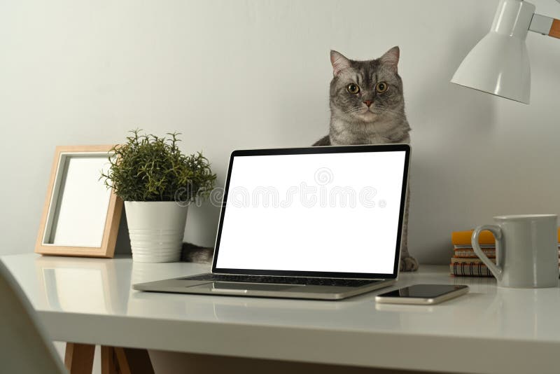 Laptop Computer with Empty Screen and Lovely Tabby Cat on White Table ...