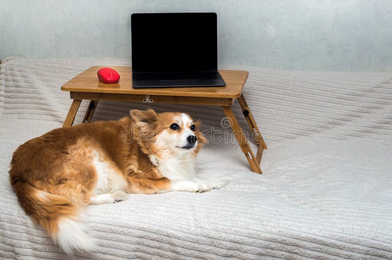 Laptop and a Computer Mouse on a Laptop Stand on a Bed. Concept Working ...
